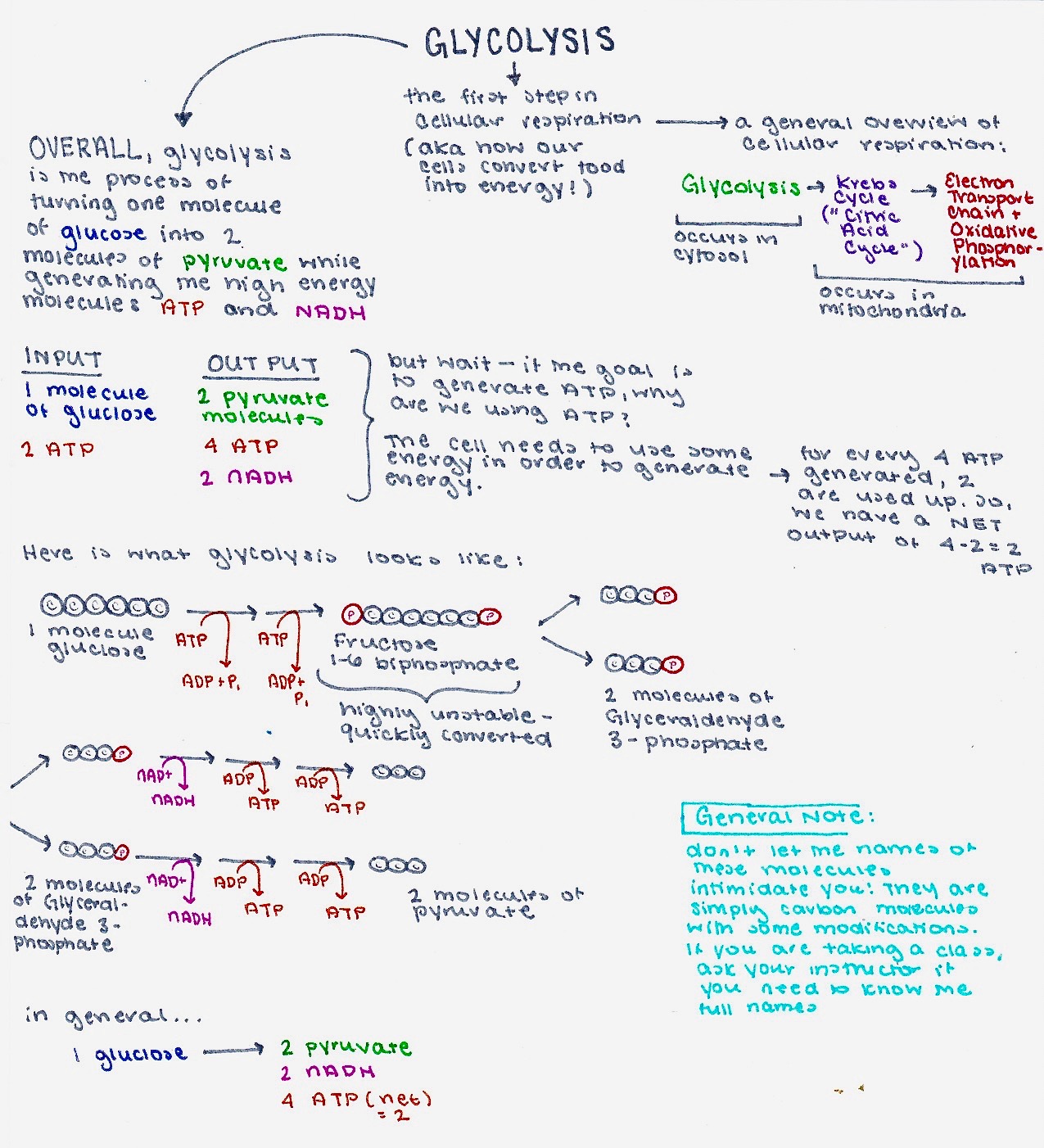 Glycolysis Reactions