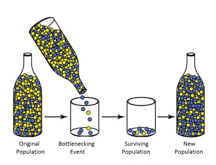 What Is The Bottleneck Effect Definition Examples Expii Types Of ...