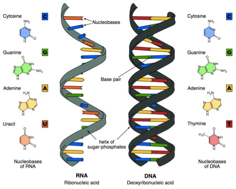 Based on Universal Genetic Code (Heredity) - Expii